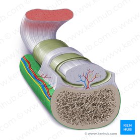 Bone: Histology, constituents and types | Kenhub