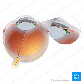 Augapfel (Bulbus oculi) - Anatomie und Physiologie | Kenhub