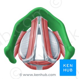 Thyroid cartilage: structure and function | Kenhub
