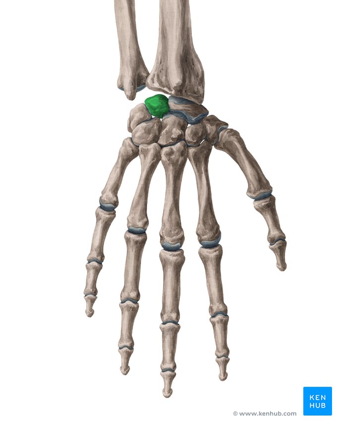 Lunate bone: Anatomy and structure | Kenhub