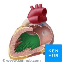 Interventricular septum: Anatomy, structure and function | Kenhub