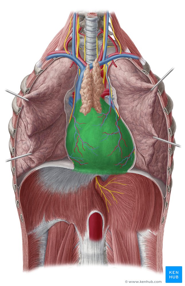Pericárdio - Anatomia, Vascularização e Inervação | Kenhub