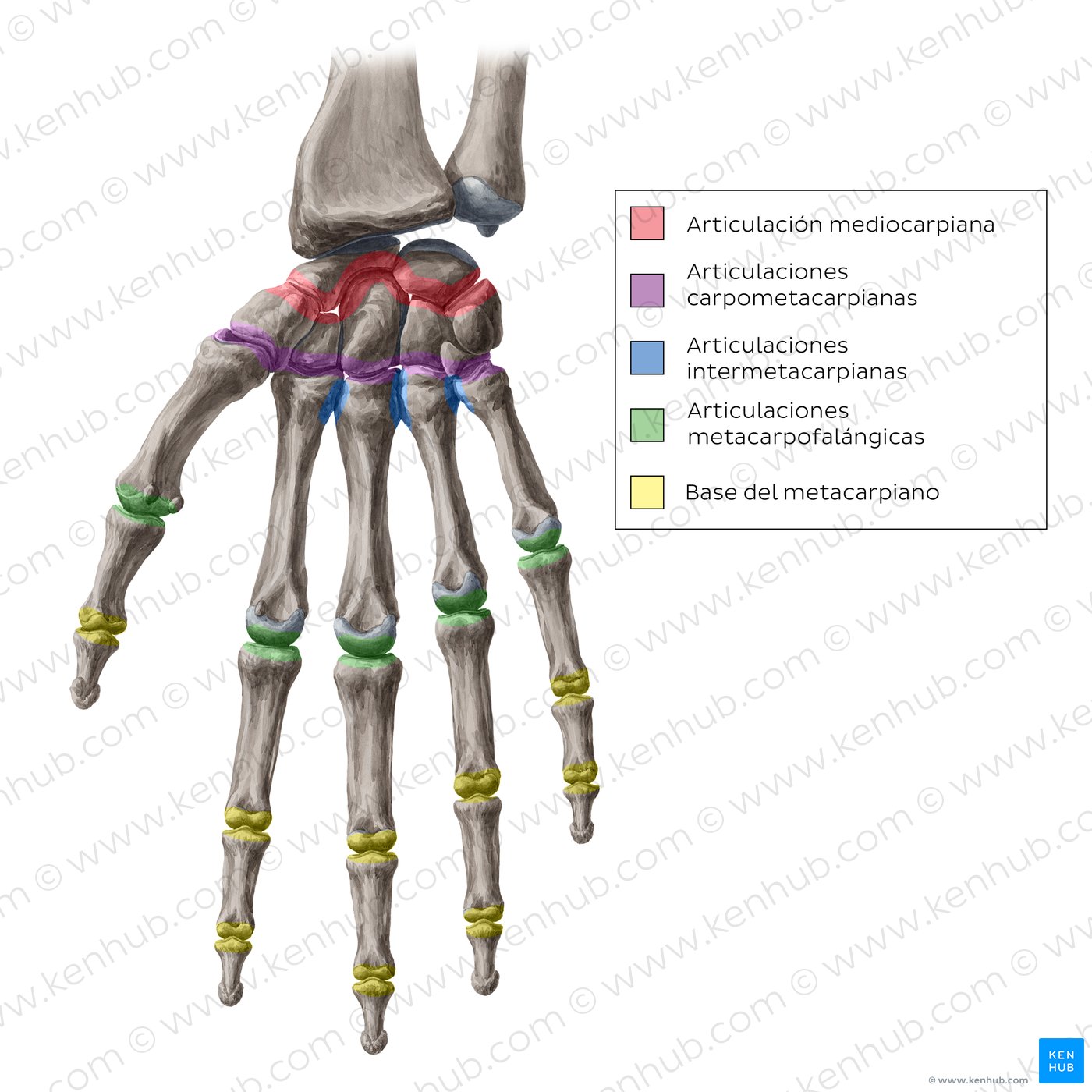 Huesos del metacarpo: Anatomía y articulaciones | Kenhub