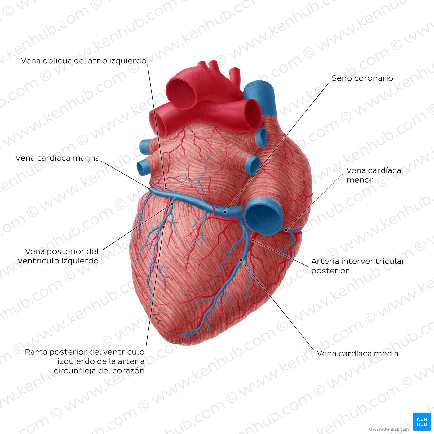 Vascularización del corazón: Anatomía y ramas | Kenhub
