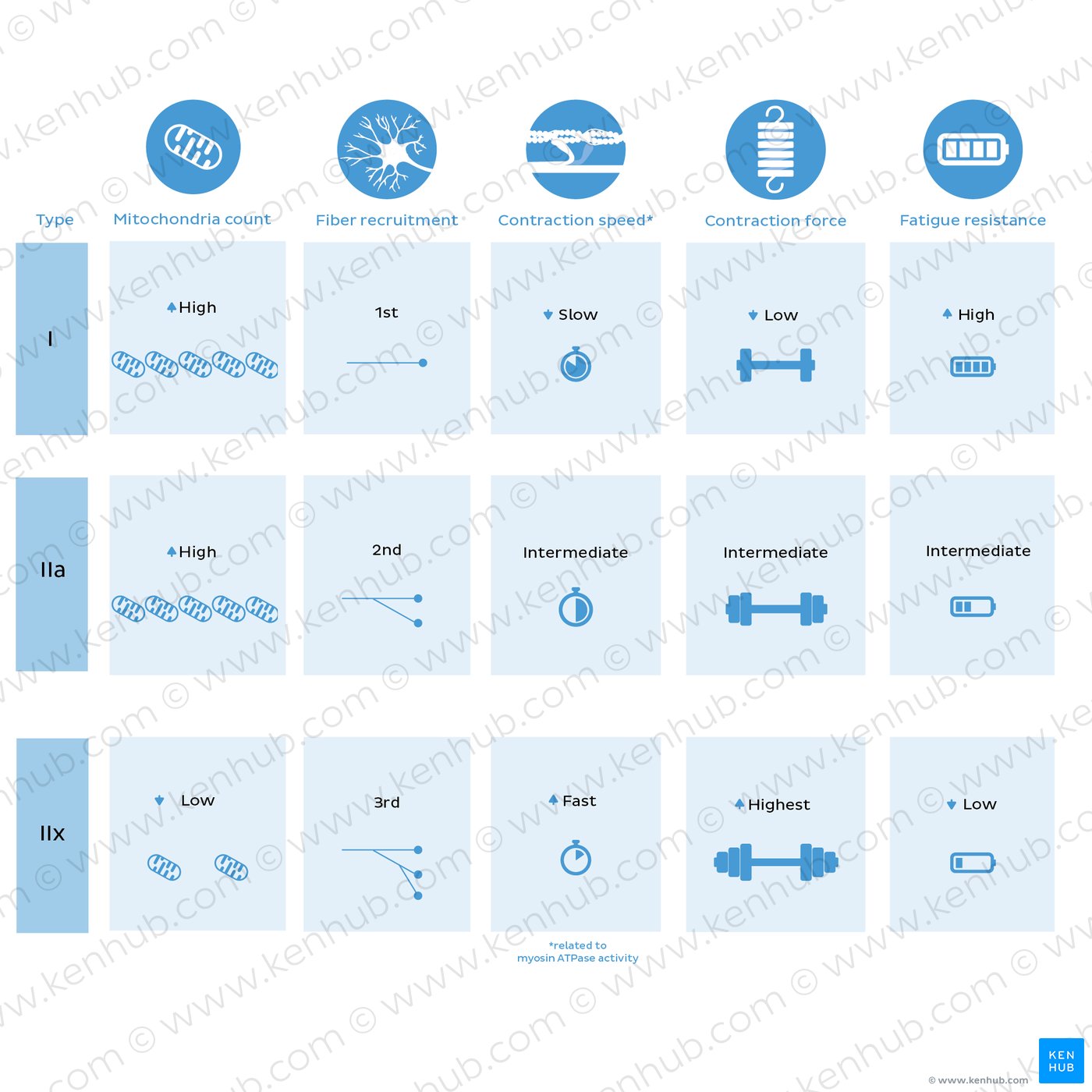 Skeletal muscle fiber types: fast vs slow-twitch | Kenhub