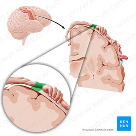 Motor Homunculus Location - Infoupdate.org