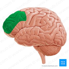 Corteza prefrontal: Estructura y función | Kenhub