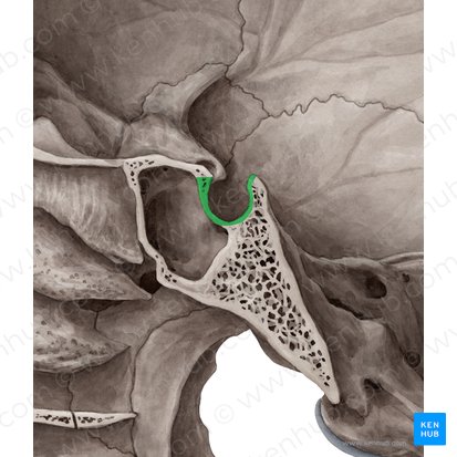 Os Sphenoidale Keilbein Anatomie Lage Ossifikation Nasennebenhöhlen,