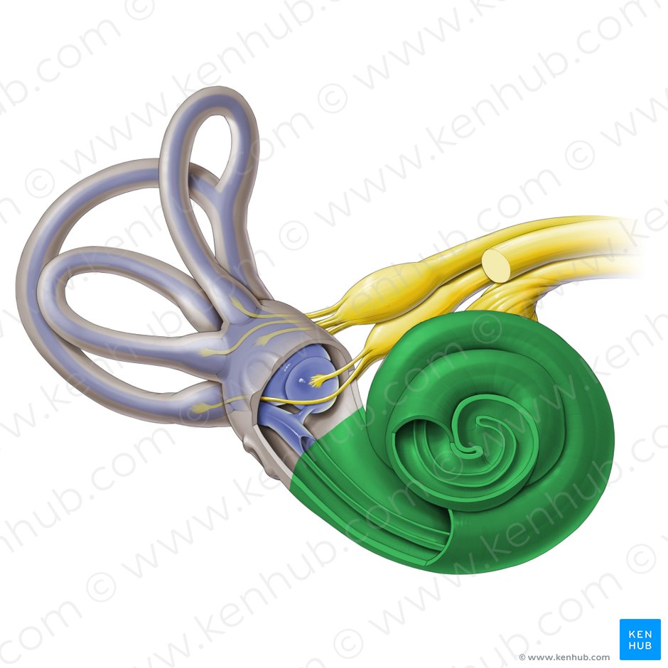 Nervo vestibulococlear - Anatomia, Trajeto e Função | Kenhub