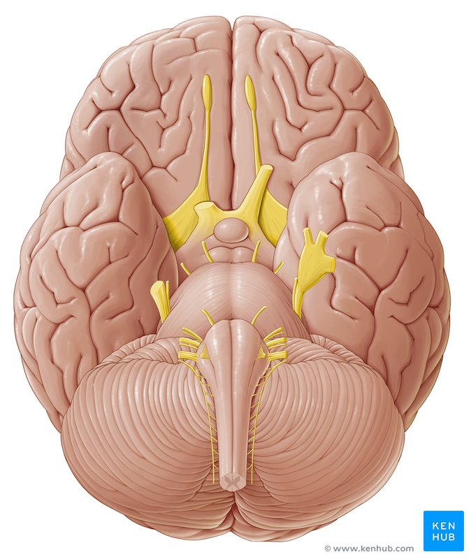 Nerfs crâniens : Anatomie, trajet, fonctions | Kenhub