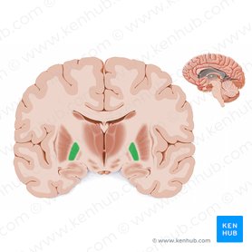 Globus pallidus: Anatomy and function | Kenhub