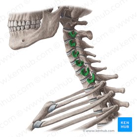 Cervical spine: Anatomy, ligaments, nerves and injury | Kenhub