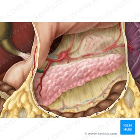 Gastroduodenal artery: Anatomy, branches, supply | Kenhub