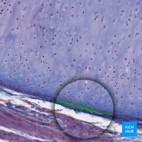 Perichondrium: Anatomical structure and function | Kenhub