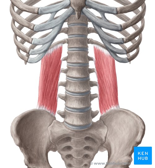 Cuadrado lumbar: Origen, inserción, inervación, función | Kenhub