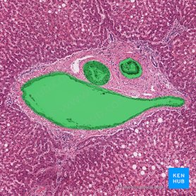 Leber (Hepar) - Anatomie, Aufbau, Lage & Funktion | Kenhub