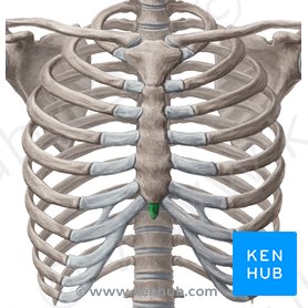 Musculus transversus thoracis - Anatomie und Funktion | Kenhub