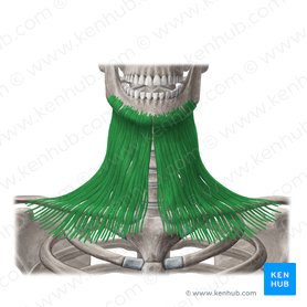 Platysma muscle: Attachments, innervation, function | Kenhub