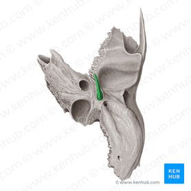Os temporale (Schläfenbein) - Anatomie, Lage und Suturen | Kenhub