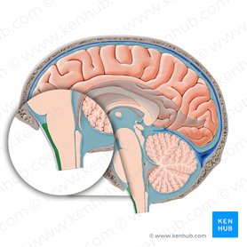 Meninges: Dura, arachnoid, pia, meningeal spaces | Kenhub