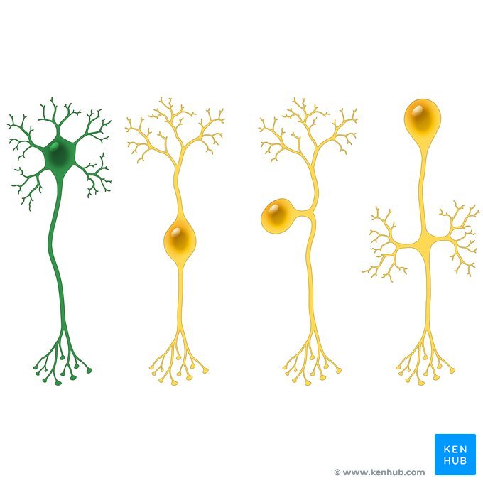 Multipolar neuron: Anatomy and function | Kenhub