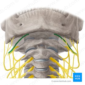 Zunge - Anatomie, Funktion, Klinik | Kenhub
