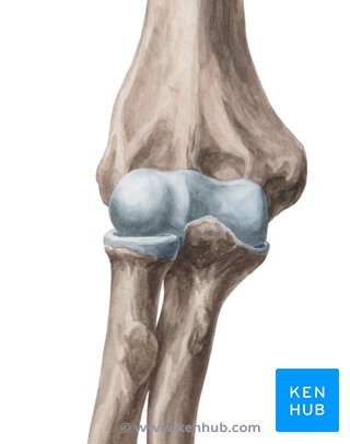 Ellenbogengelenk Bänder | Anatomie und Funktion des Ellenbogen – XICGLX