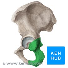 Ischion : Anatomie, structure et parties principales | Kenhub