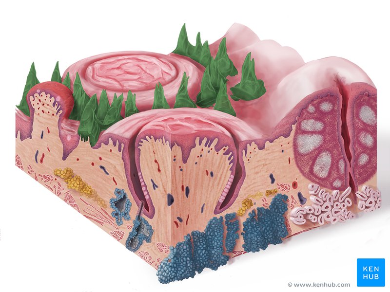 Filiform papillae: Anatomy and structure | Kenhub
