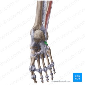 Musculus fibularis brevis - Anatomie & Klinik | Kenhub