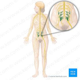 Sacral plexus: Anatomy, branches and mnemonics | Kenhub