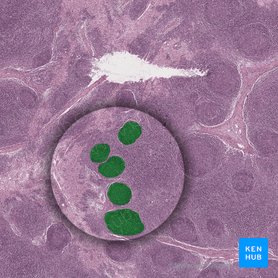 Lymphatische Organe - Einteilung und Funktion | Kenhub