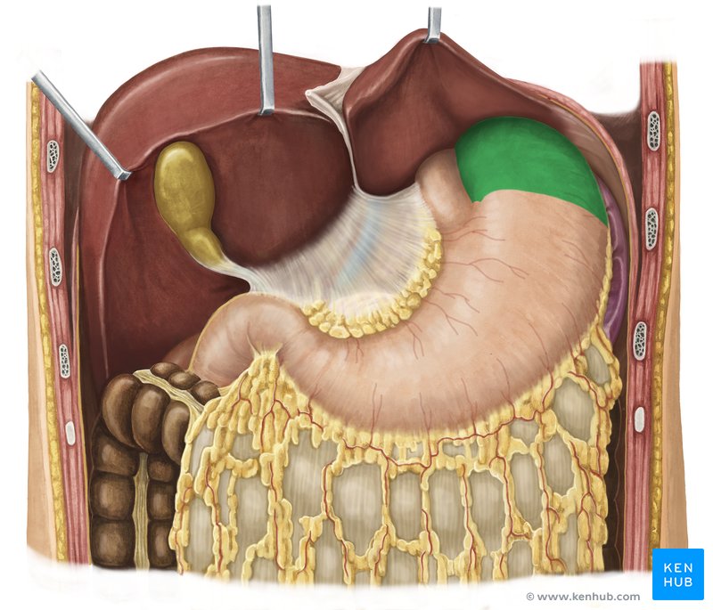 Fundus gástrico: Anatomía y función | Kenhub