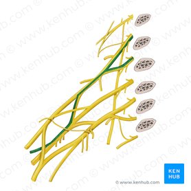 Axillary nerve: Anatomy, course, function | Kenhub