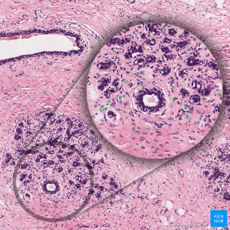 Plasma cells: Anatomy and function | Kenhub