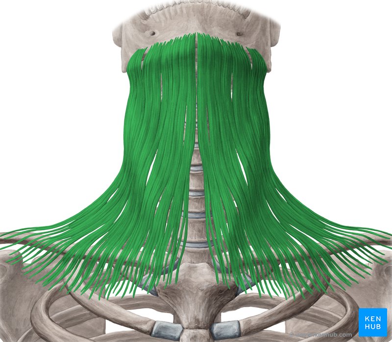 Platisma - origem, inserção e ação | Kenhub