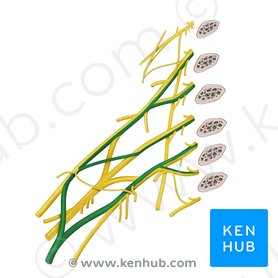 Nervus medianus: Anatomie, Verlauf, Innervation & Läsion | Kenhub