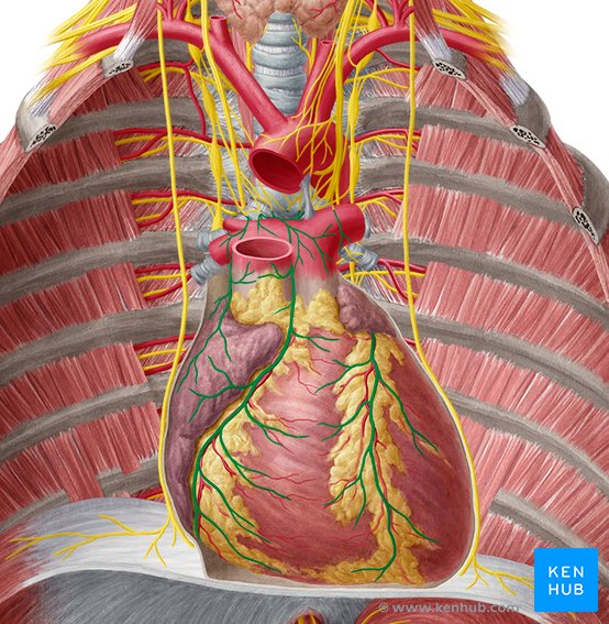 Innervation des Herzens: Anatomie, Nerven und Funktion | Kenhub