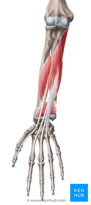 Tiefe Flexoren des Unterarms: Anatomie und Funktion | Kenhub