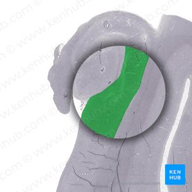 Hippocampus: Anatomy, functions and connections | Kenhub