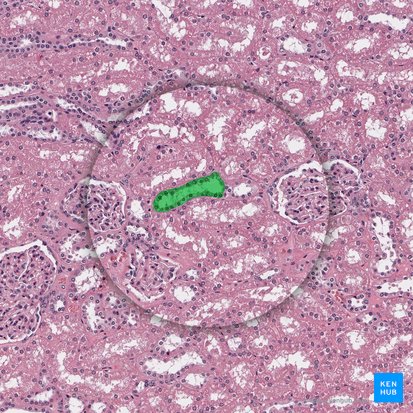 Proximal convoluted tubule: Anatomy and function | Kenhub