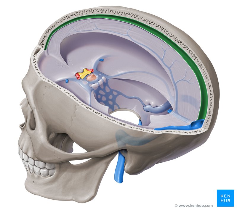 Superior Sagittal Sinus Anatomy Tributaries Drainage Kenhub