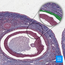 Ovarialzyklus - Ablauf und Klinik | Kenhub