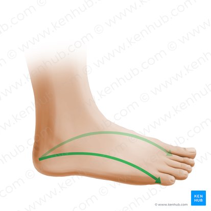 Pied et cheville: Os, articulations, muscles | Kenhub