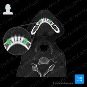 Canine tooth: anatomy, location and function | Kenhub