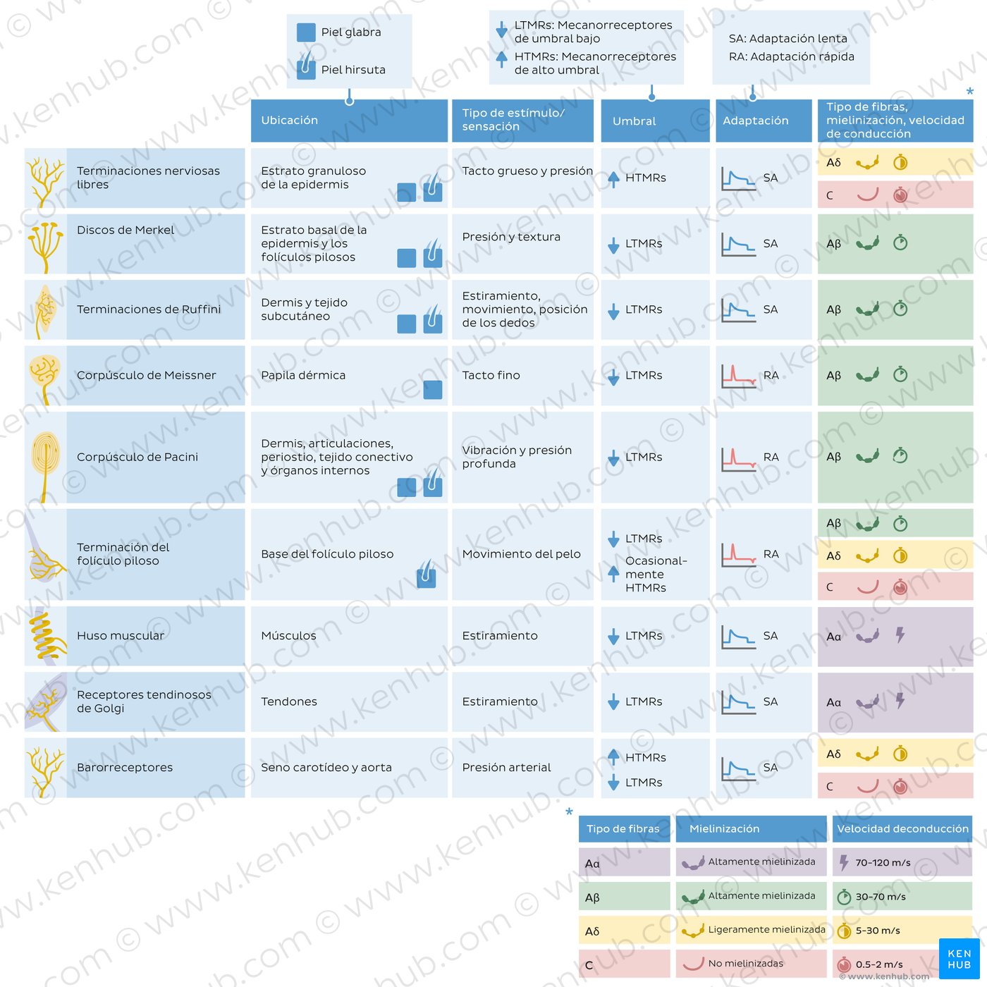 Mecanorreceptores: Células de Merkel, Ruffini y más | Kenhub