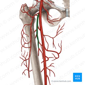 Cruciate anastomosis: Origin, location, mnemonic,function | Kenhub