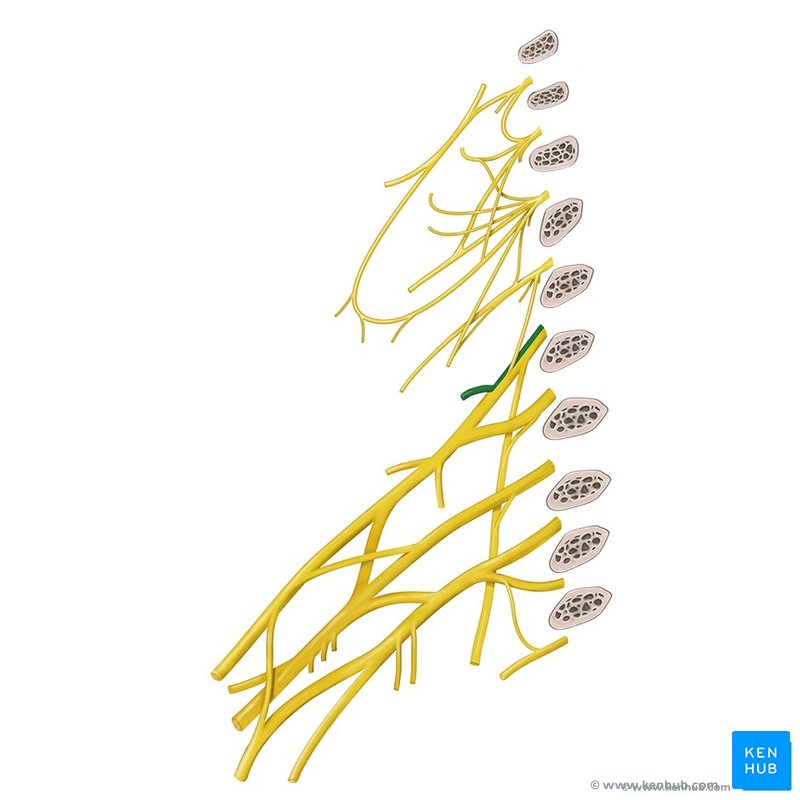 Dorsal scapular nerve: Origin, course and function | Kenhub
