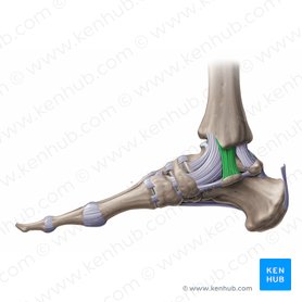 Ankle joint: Anatomy, bones, ligaments and movements | Kenhub