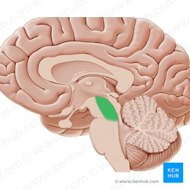 Tectum and tegmentum: Anatomy, structure and function | Kenhub